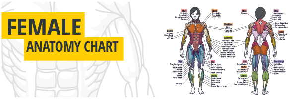 Bodybuilding Full Human Muscular Anatomy Chart Anatomia Muscular