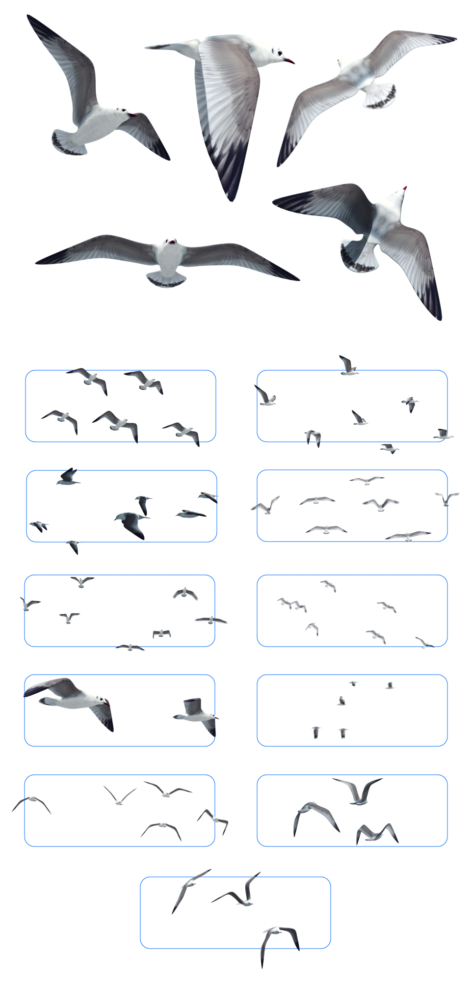 Seagull Pack 1 by cloobok | VideoHive