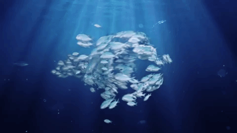 Ocean Underwater Gif